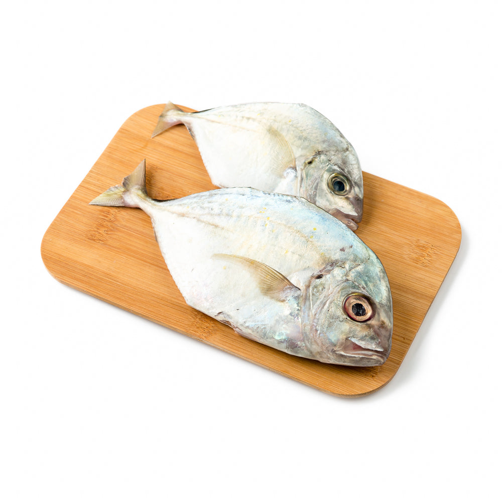 Talakitok (Maliputo)